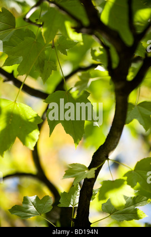 Close Up View of Green Maple Leaves in Sunlight Stock Photo - Alamy