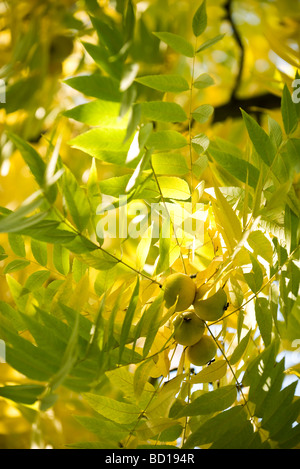 walnuts growing on the tree Stock Photo - Alamy