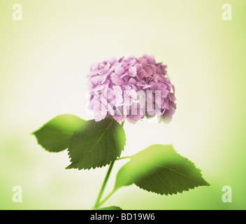 Hydrangea, flower close up Stock Photo - Alamy