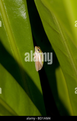 Eastern dwarf tree frog litoria fallax photographed in a studio with ...