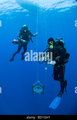 Scuba divers ascending Stock Photo - Alamy