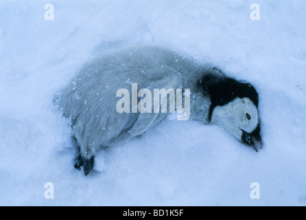 DEAD EMPEROR PENGUIN CHICKS, ANTARCTIC Stock Photo - Alamy