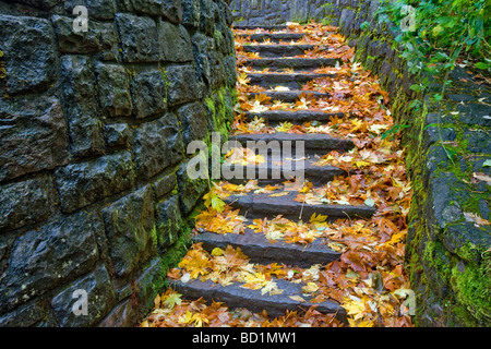 Horsetail falls and rock path with fall colored maple leaves Columbia ...