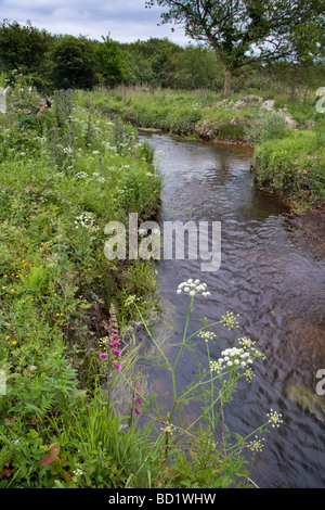 Goss Moor National Nature Reserve Cornwall England Stock Photo - Alamy