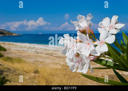 Flowering shrubs bordering beach at Skala on the Greek island of ...