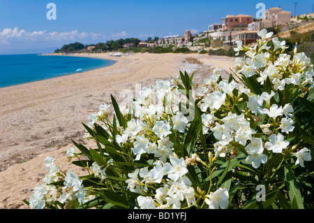 Flowering shrubs bordering beach at Skala on the Greek island of ...