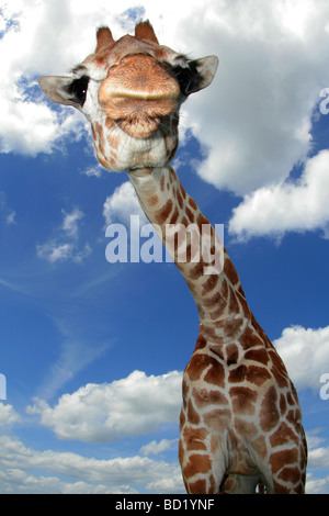 A giraffe looking down Stock Photo - Alamy