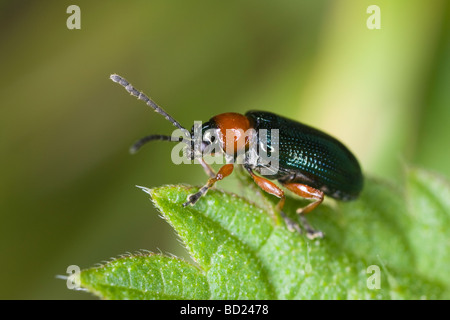 Oulema Melanopus Cereal Leaf Beetle Stock Photo - Alamy
