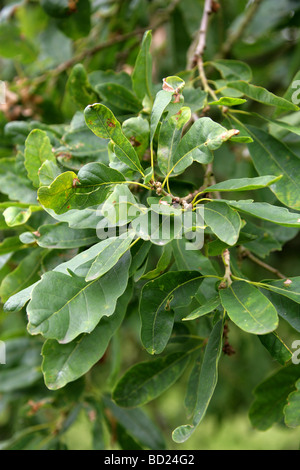 Aleppo Oak or Cyprus Oak Tree Leaves, Quercus boissieri syn Quercus ...