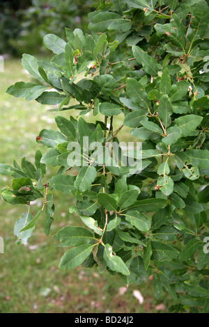 Aleppo Oak or Cyprus Oak Tree Leaves, Quercus boissieri syn Quercus ...