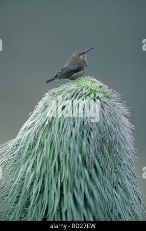 Female Scarlet-tufted sunbird (Nectarinia johnstoni) aka red-tufted ...