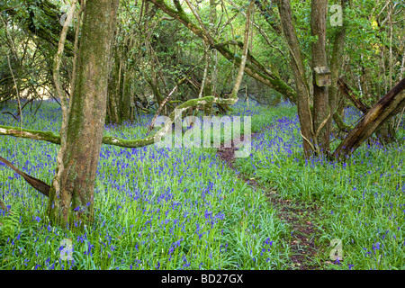 bluebells at redmoor wildlife trust reserve cornwall Stock Photo - Alamy