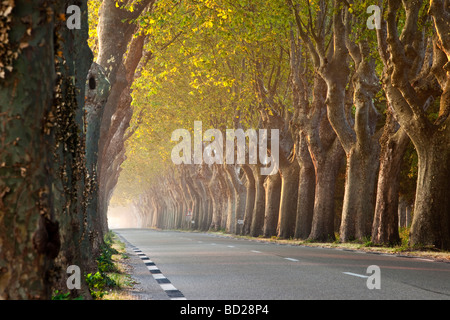 Tree covered,Sunlight,trees,Tunnel,Arched,over,canopy,treeline,country ...