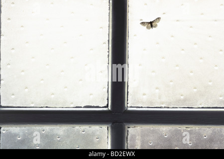 moth on a window Stock Photo - Alamy