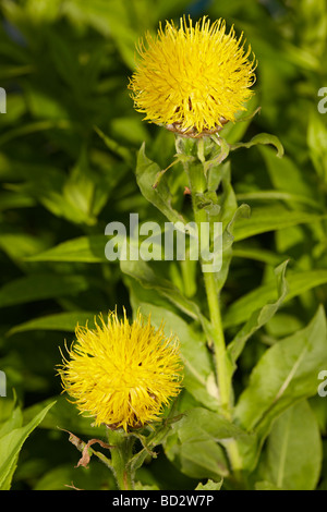 Giant knapweed - Bighead knapweed - Yellow hardhead - Armenian ...