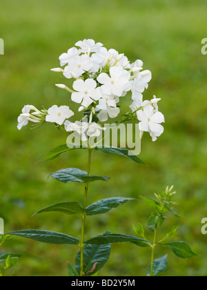 Phlox Flower In Natural Background Stock Photo - Alamy