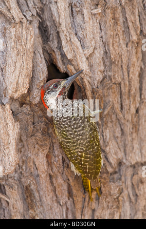 Goldentailed woodpecker, Campethera abingoni, male, Kgalagadi ...
