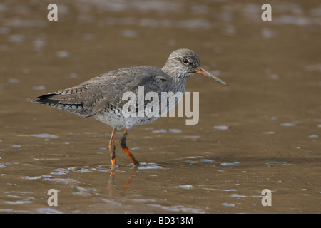 Redshank Tringa totanus Norfolk UK Stock Photo - Alamy