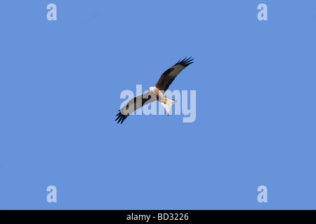 Red Kite at Harewood House Leeds West Yorkshire Nov 2008 Stock Photo ...