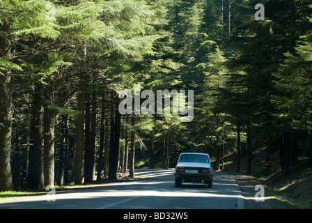 Road and the pine forest near Ketama Rif Mountains Morocco Stock Photo ...