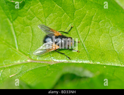 Noon Fly - Mesembrina meridiana Stock Photo - Alamy