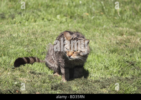 Close-up of hunting European wildcat / wild cat (Felis silvestris ...