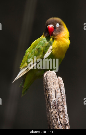 A vertical of a black-cheeked lovebird perched on a tree branch Stock ...