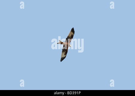 Red Kite Harewood Estate Leeds West Yorkshire UK Stock Photo - Alamy