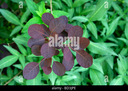 Cotinus coggygria 'Royal Purple', Smoke bush. Close-up of purple leaves ...