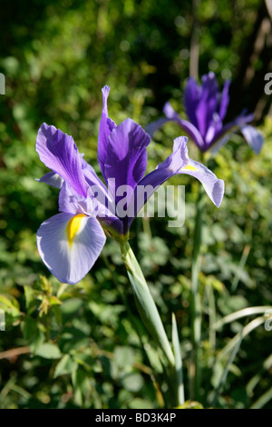 Bud of blue iris with petals macro photography Stock Photo - Alamy