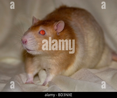 Domesticated White Rats (Rattus norvegicus). 12 days old baby, 'pup ...