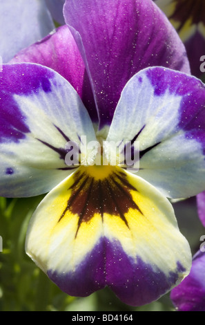 close-up of pansey plant outdoor in sunny backyard shot at shallow ...