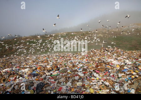 Birds flying over landfill Stock Photo - Alamy