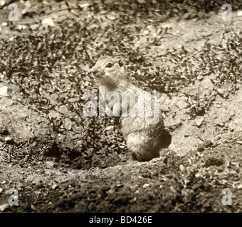 Prairie Dog emerging from his underground burrow Stock Photo - Alamy