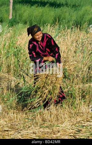 Uzbek Woman Harvesting Grain in Rural Uzbekistan Stock Photo - Alamy