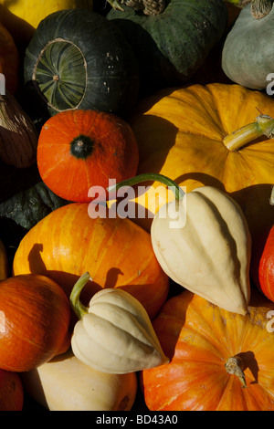 A selection of winter squashes Stock Photo - Alamy