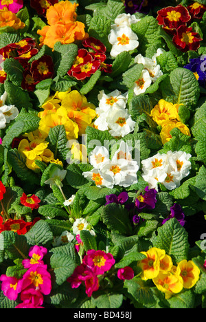 Primrose / Primel Stock Photo - Alamy