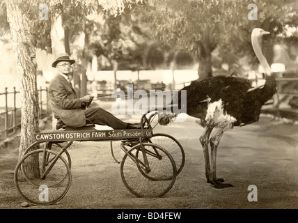 Man Riding Ostrich Cart Stock Photo - Alamy