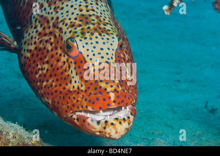 Coral trout, leopard coral grouper, leopard coral trout (Plectropomus ...