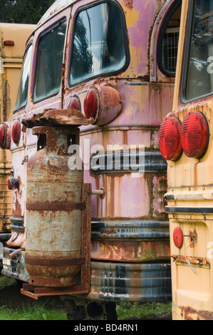 Pink school buses Stock Photo - Alamy