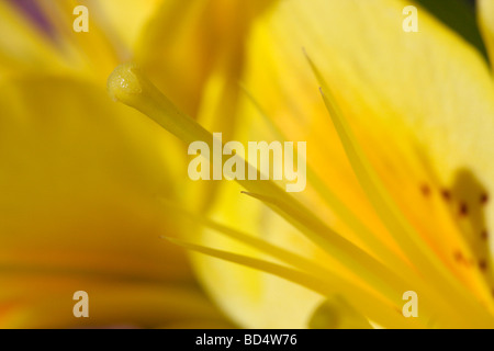 Beautiful Single Yellow Flower HD Image Close up Stock Photo - Alamy