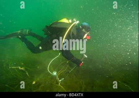 Diver underwater, Sweden Stock Photo - Alamy