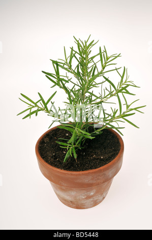 Rosemary Plant in a Pot on a White Table Stock Photo - Alamy