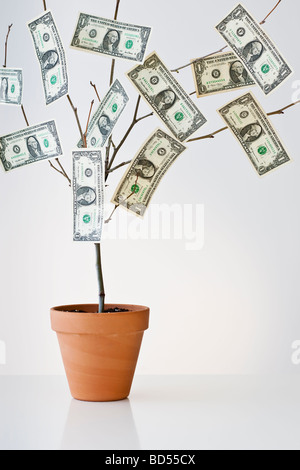 Money flower on money tree concept close up side view of South African ...