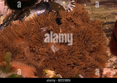 Daisy anemones Cereus pedunculatus Sagartiidae in a rockpool UK Stock ...