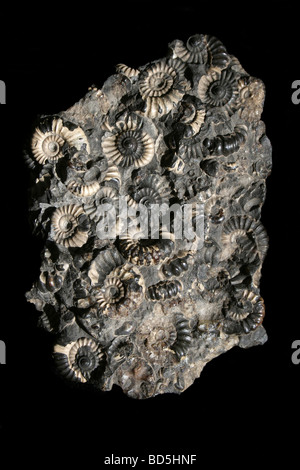 Marston Magna Marble Ammonite Fossil Somerset, England, UK Stock Photo ...