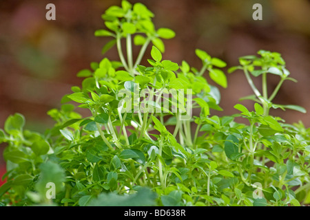 Close-up of Fino Verde Basil plant on white Stock Photo - Alamy