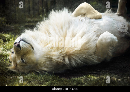 Lion - Panthera leo - rolling on back in Etosha, Namibia. Showing ...