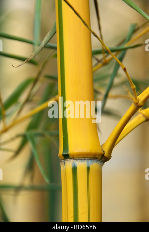 Green and yellow striped bamboo plant stem in Sunderland Winter Stock ...