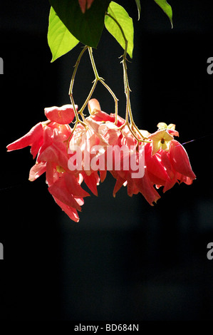 flower of mossanda Stock Photo - Alamy